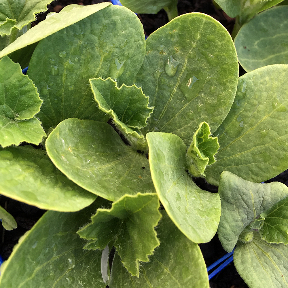 2015 | Mid Blue Mountains Seed Savers